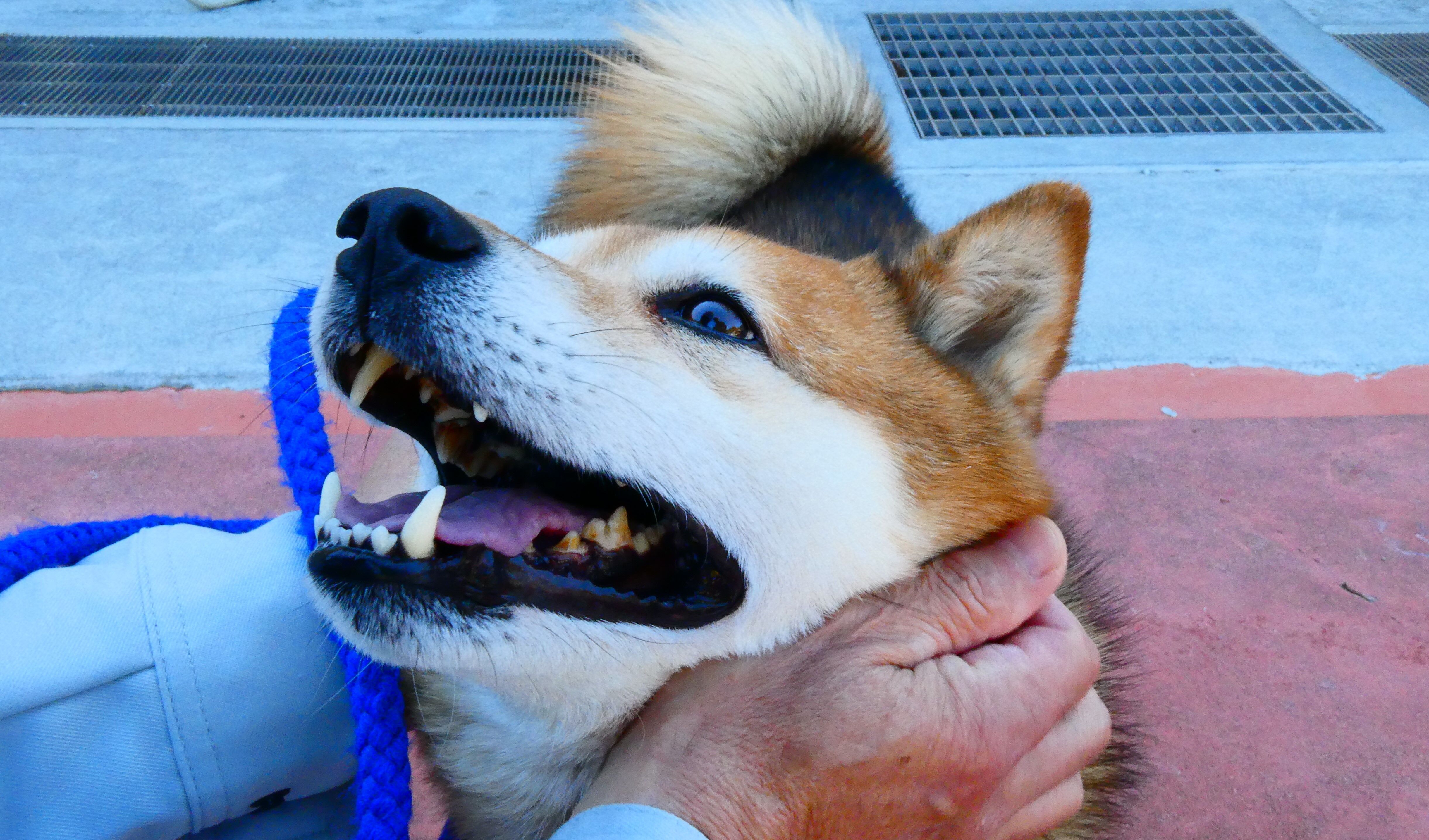 Fukushima Portal | 🐶 Added transfer dogs and cats [Animal Welfare ...